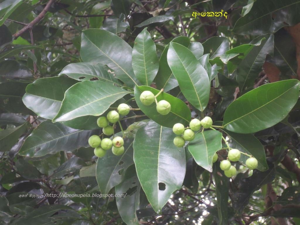 Acronychia pedunculata Uses and benefits - Mystique Hills