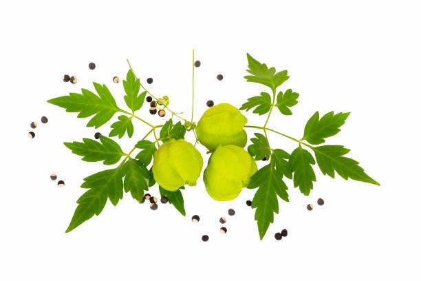 Balloon vine powder uses and benefits - Mystique Hills