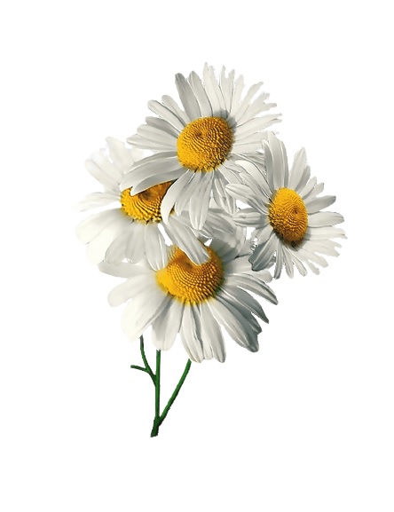 Chamomile flower uses and benefits - Mystique Hills