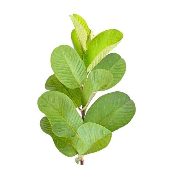 Guava leaf uses and benefits - Mystique Hills