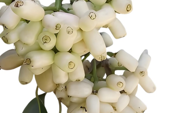 Jamun uses and benefits - Mystique Hills
