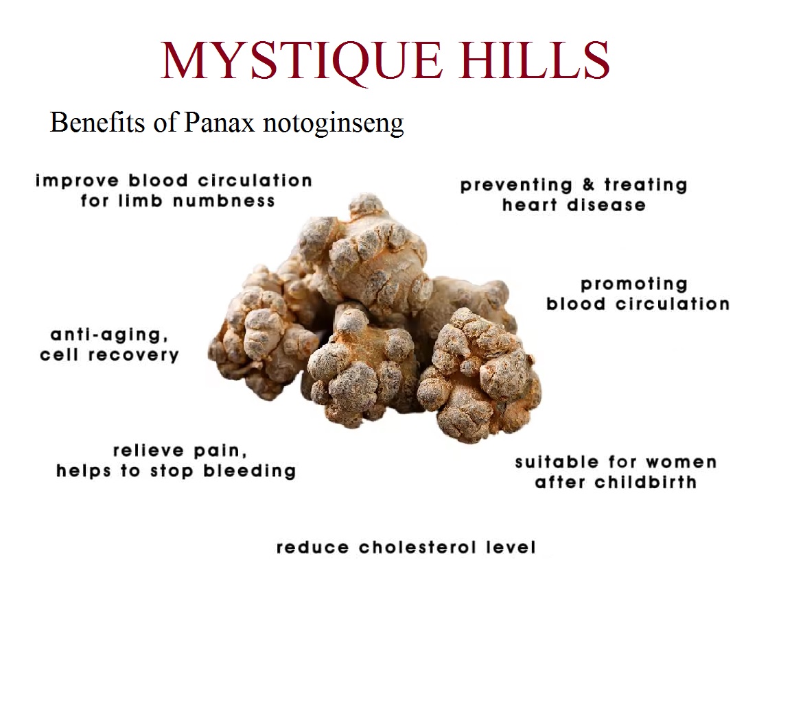 Panax notoginseng uses and benefits - Mystique Hills