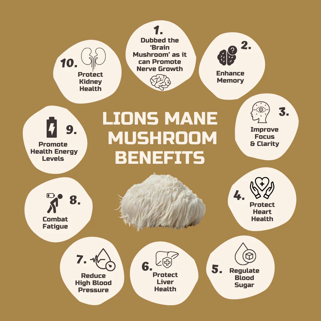 Lions mane mushroom uses and benefits - Mystique Hills