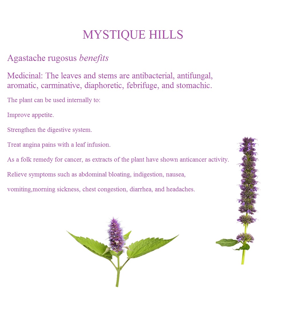 Agastache rugosus, Chinese patchouli uses and benefits - Mystique Hills