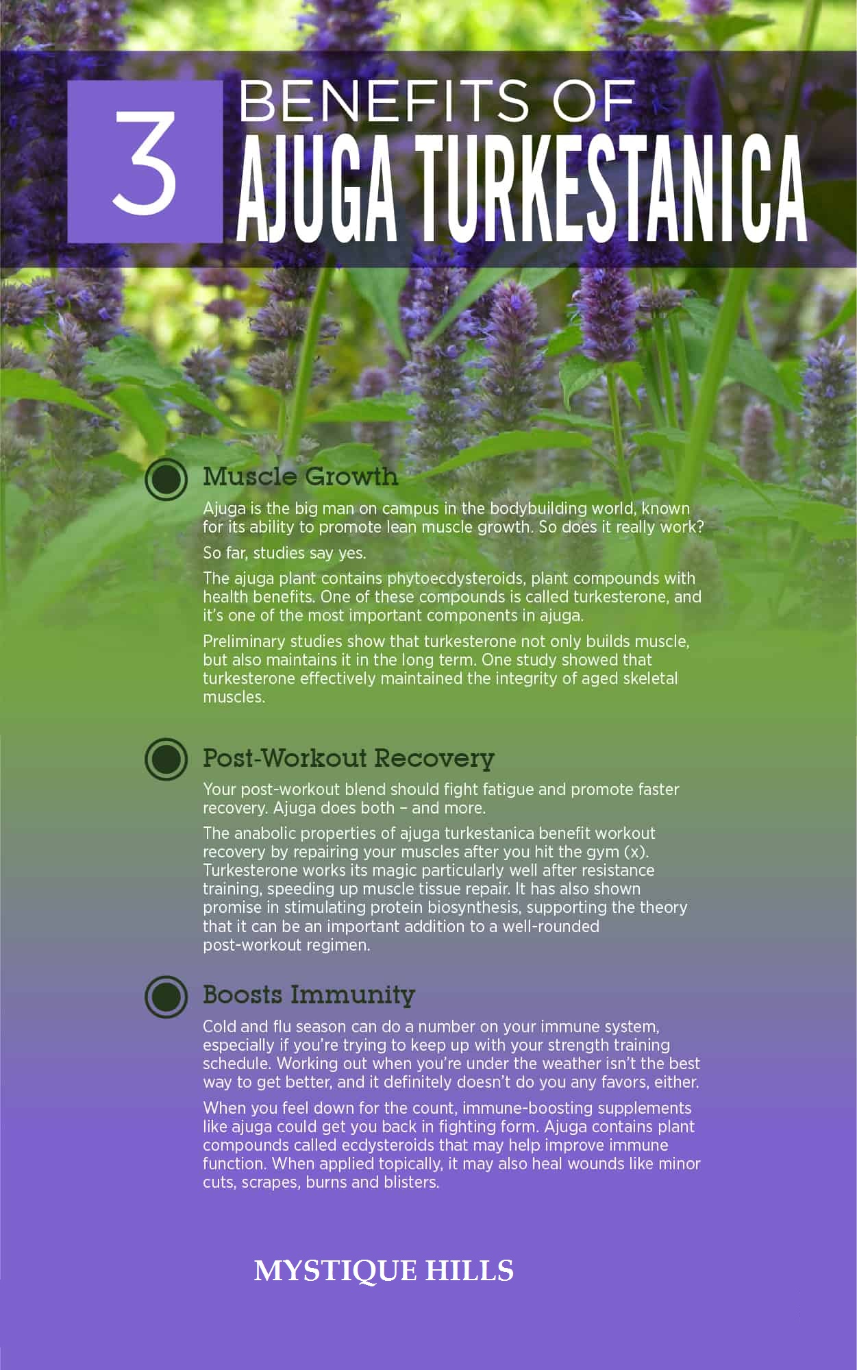 Ajuga turkestanica uses and benefits - Mystique Hills