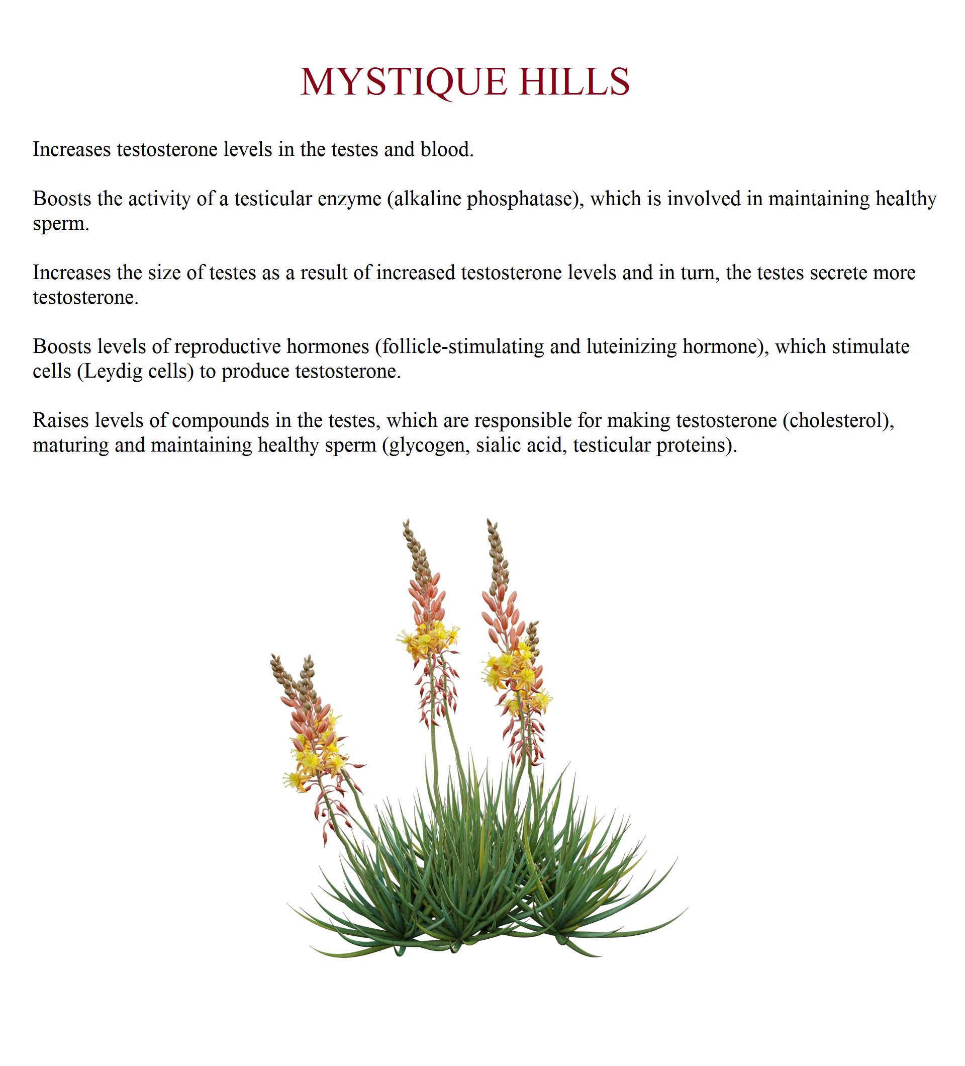 Bulbine natalensis uses and benefits - Mystique Hills