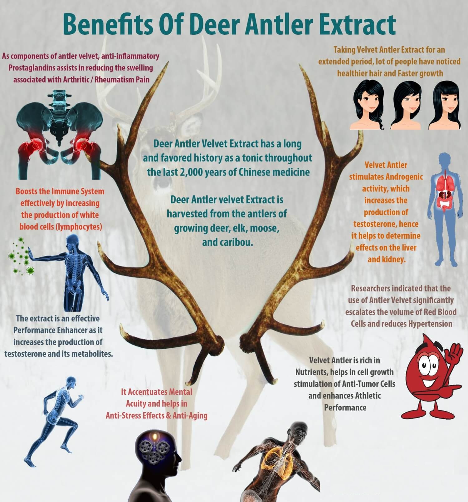 Deer Antler velvet uses and benefits - Mystique Hills