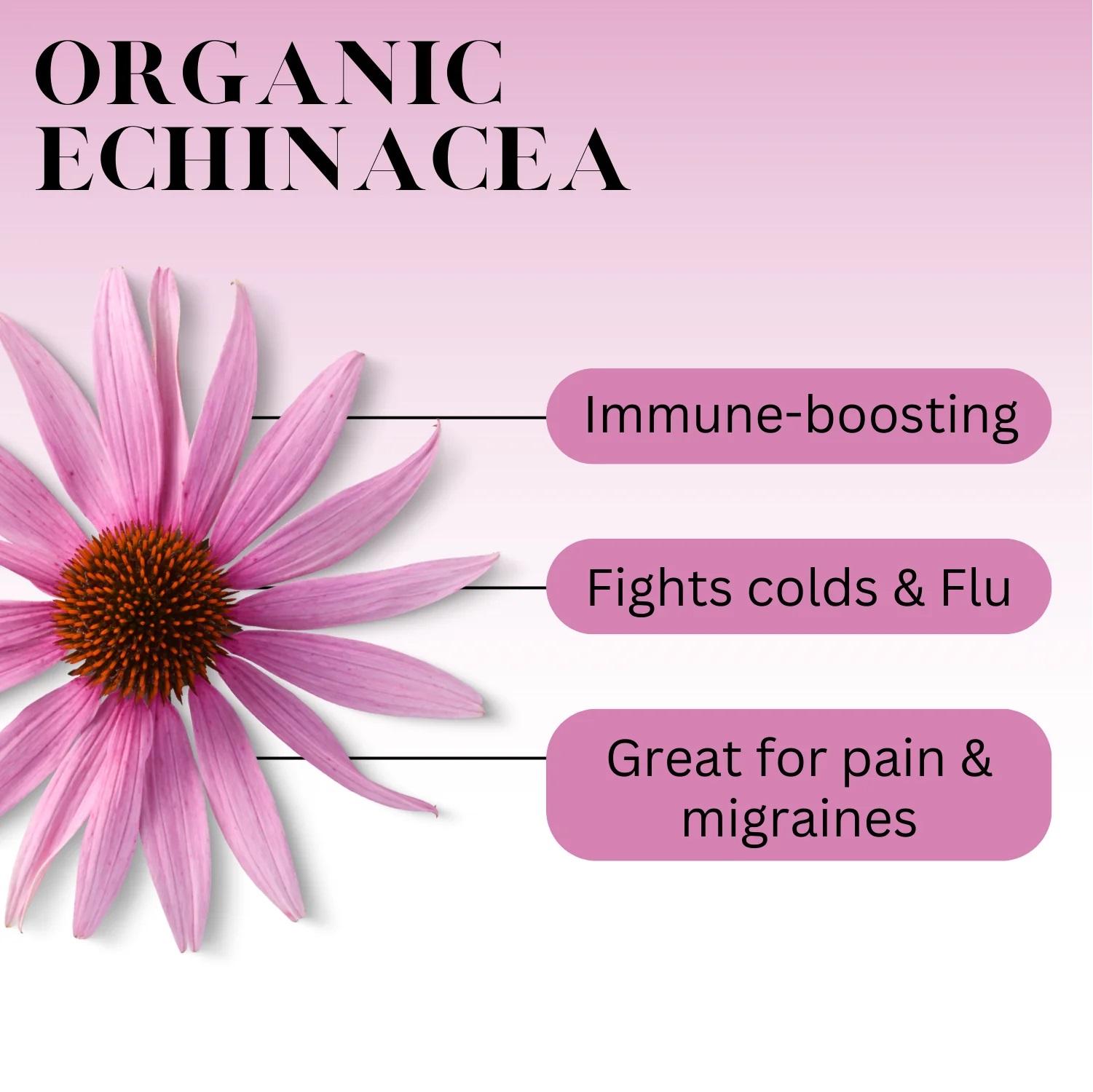 Echinacea flower and root uses and benefits - Mystique Hills