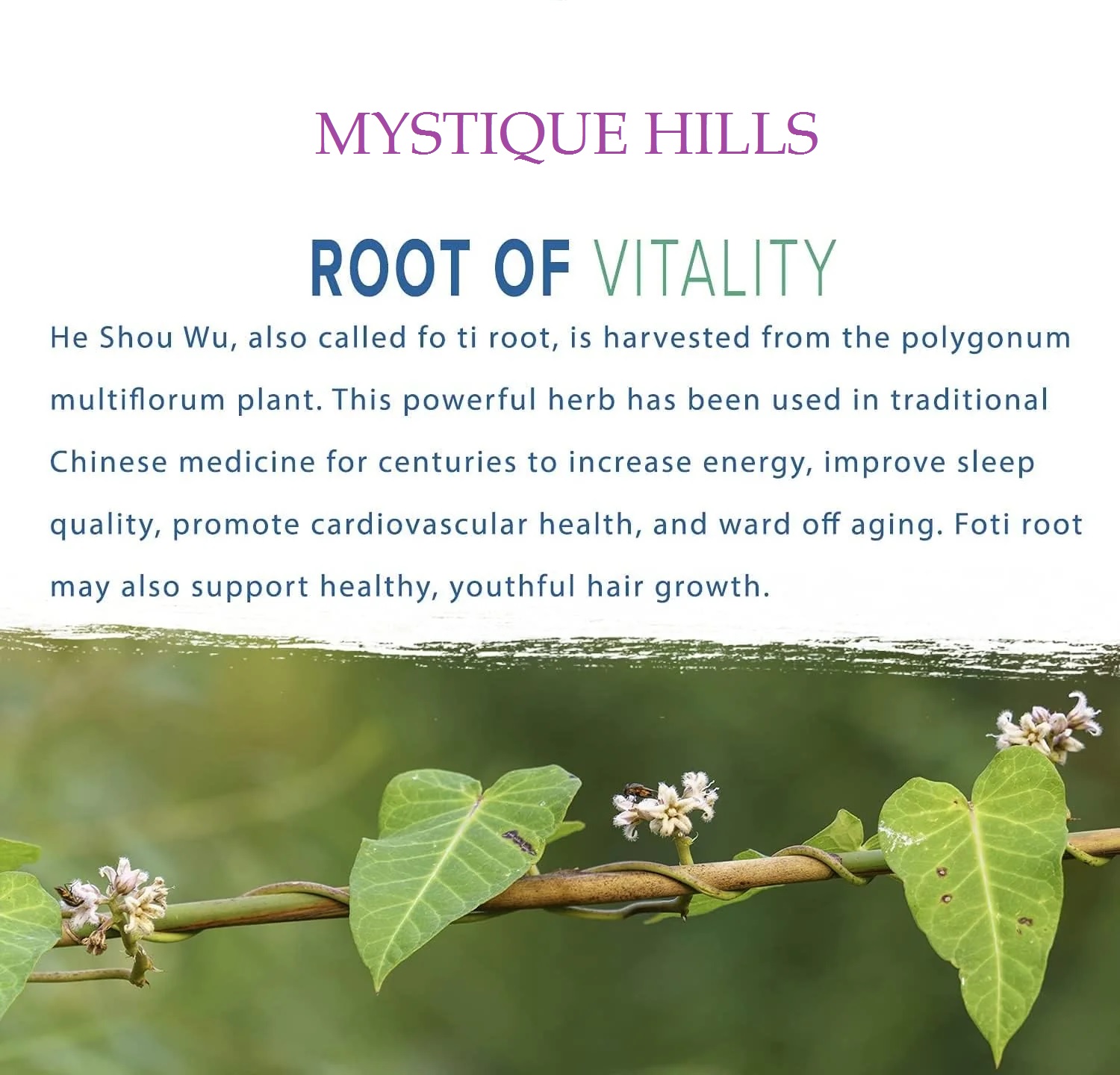 Fo ti uses and benefits - Mystique Hills