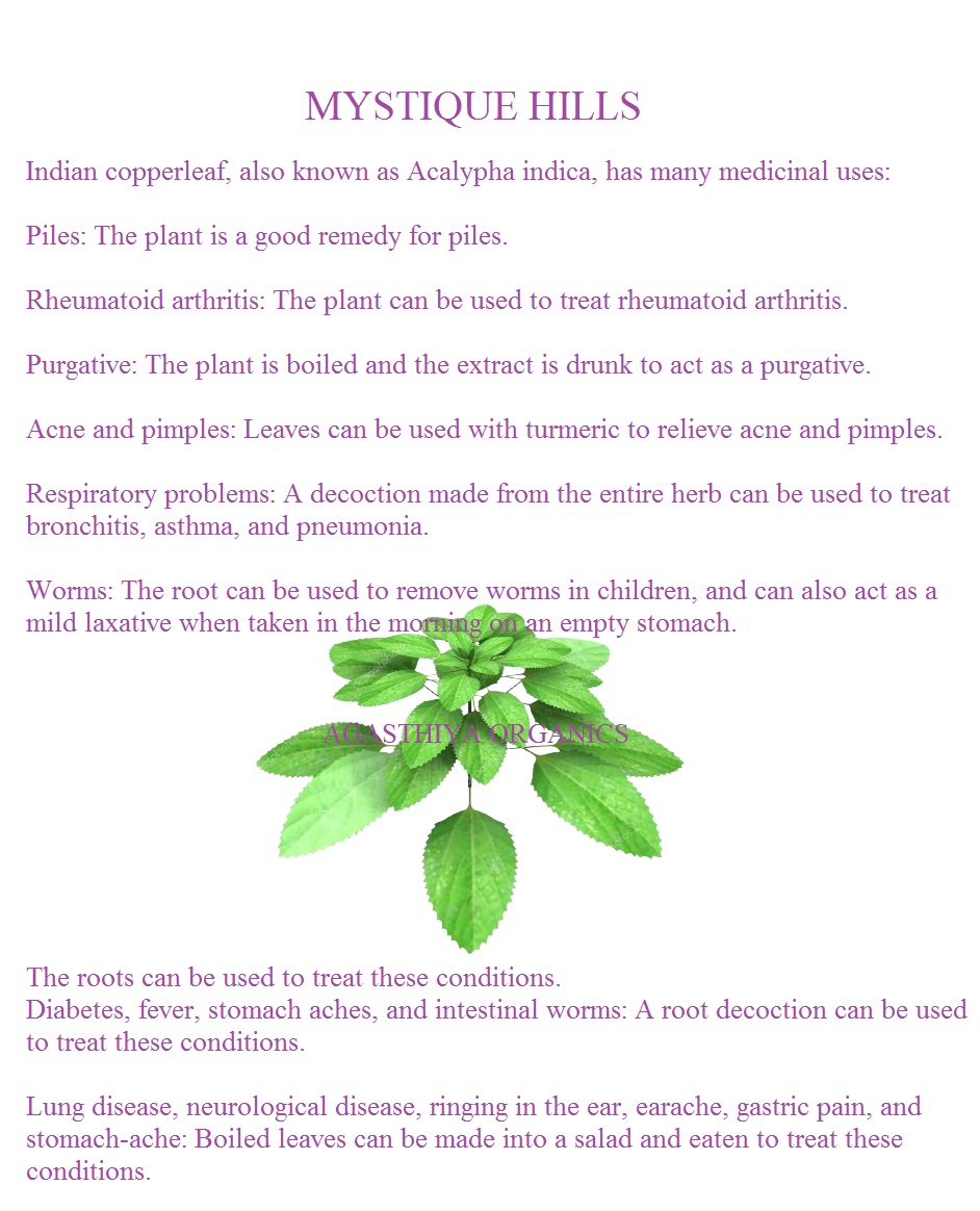 Indian nettle, Indian copperleaf uses and benefits - Mystique Hills