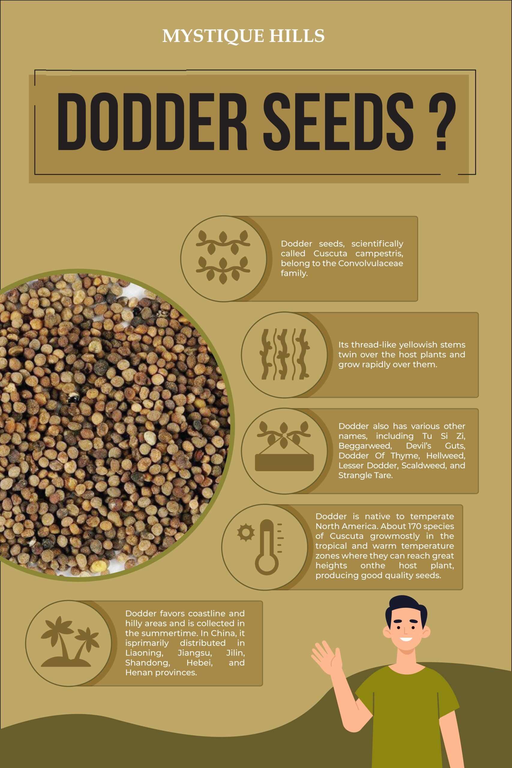 Semen cuscutae,Dodder seed uses and benefits - Mystique Hills