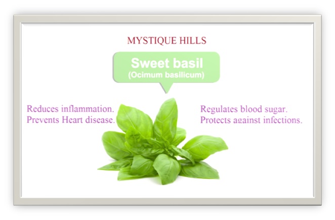 Mystique Sweet Basil uses and benefits - Mystique Hills