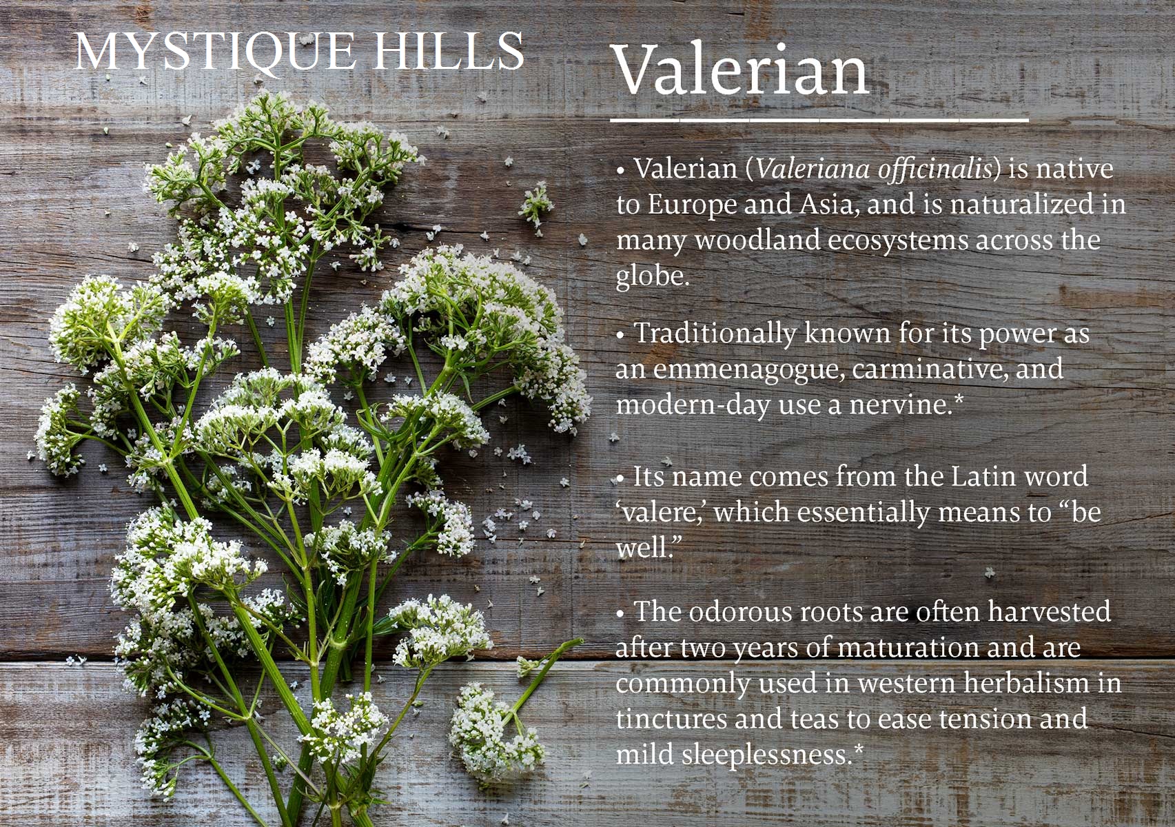 Valerian root uses and benefits - Mystique Hills