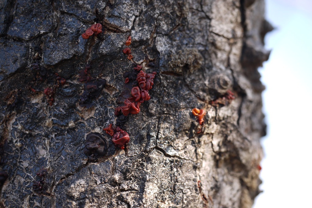 Bombax ceiba resin uses and benefits - Mystique Hills