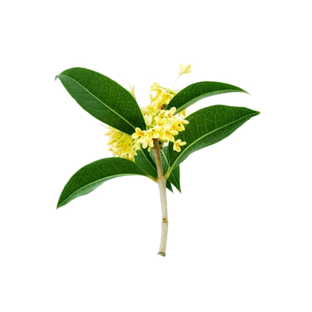 Osmanthus uses and benefits - Mystique Hills