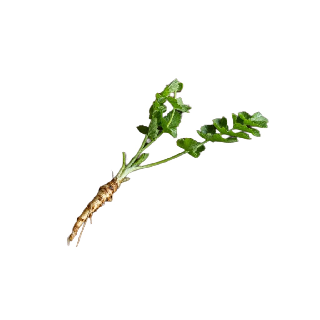 Wild parsnip uses and benefits - Mystique Hills