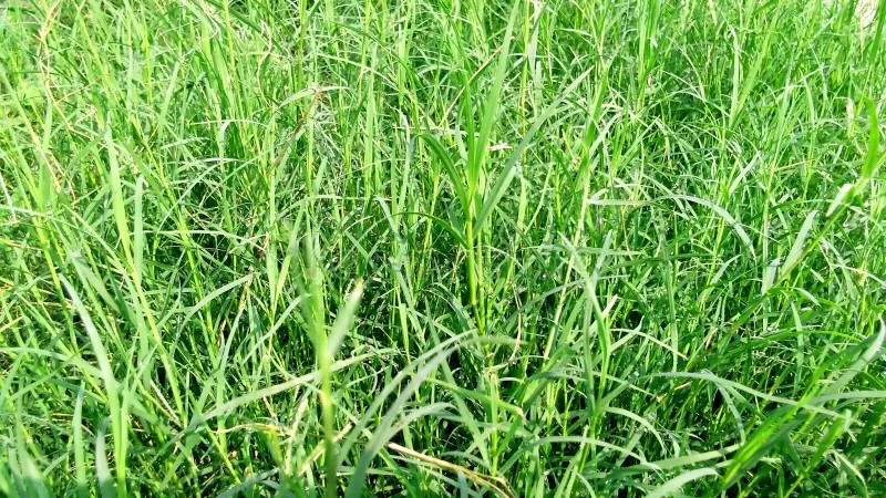Cynodon dactylon uses and benefits - Mystique Hills